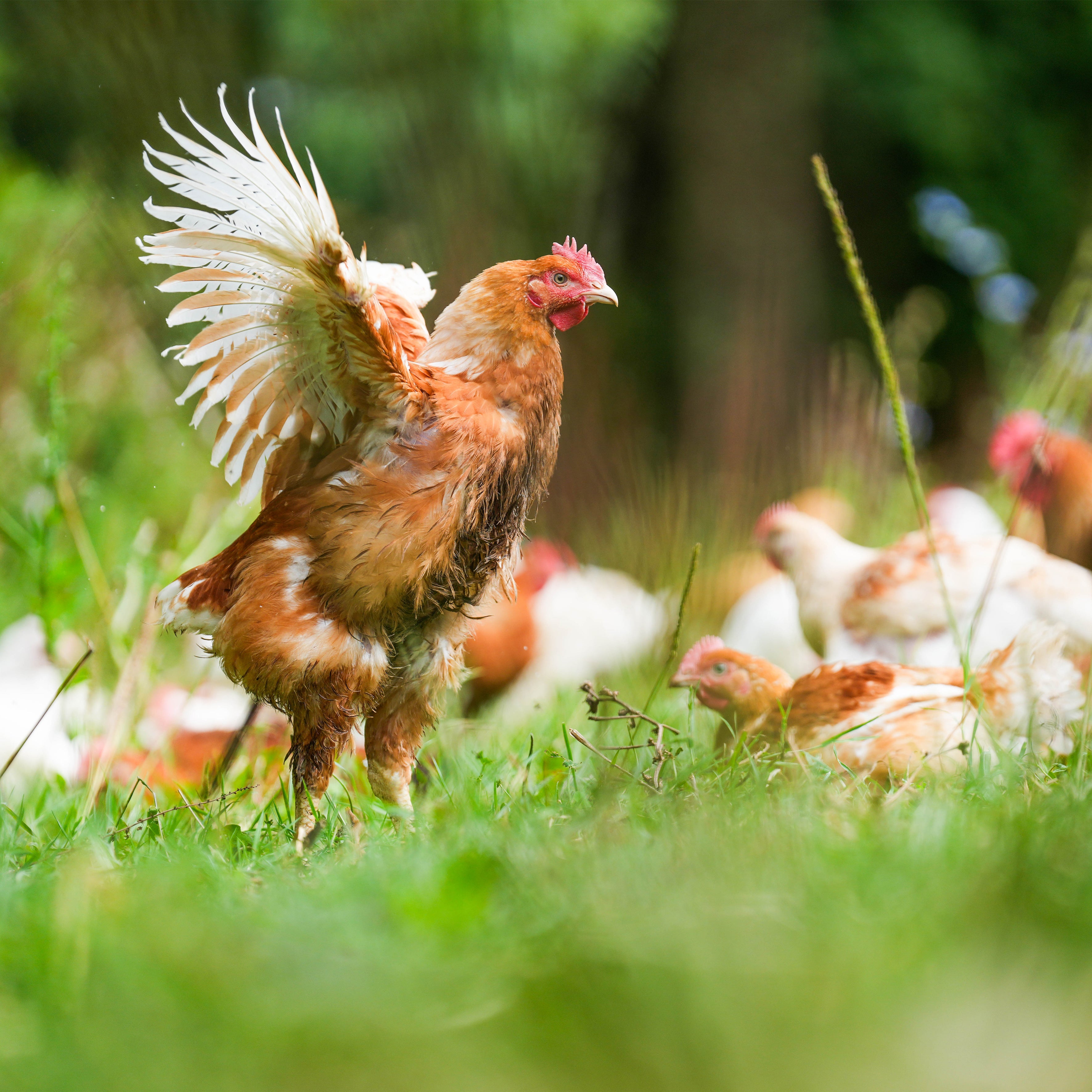 Sladesdown Easter Shop – Sladesdown Farm